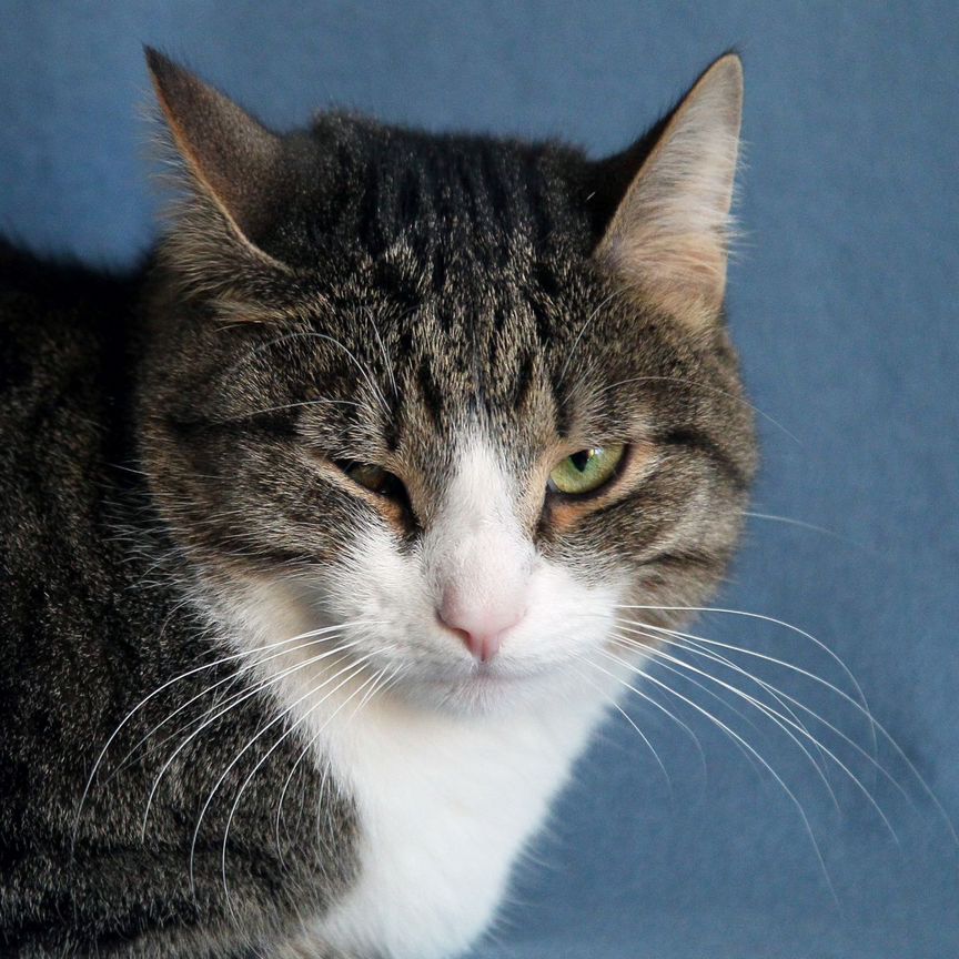 Отдам кота в добрые руки