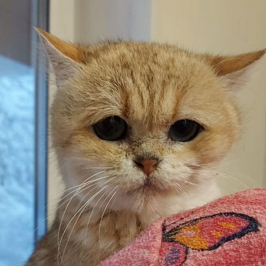 Шотландская кошечка Алиса в добрые руки