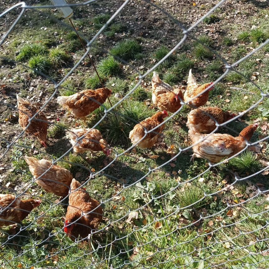 Куры несушки продам