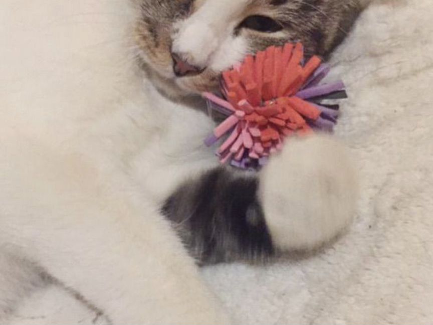 Кошечка Мишка ищет свой дом и любящих родителей