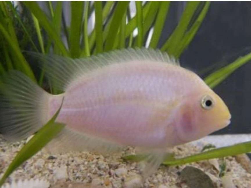 Фламинго цихлиды