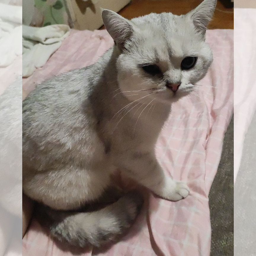Кот серебристая шиншилла
