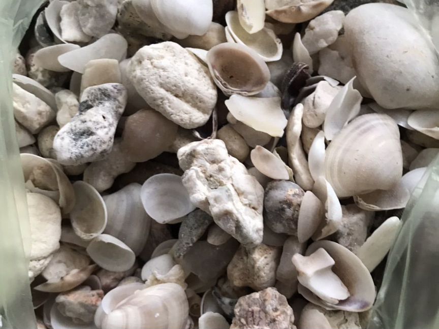 Морские ракушки пакетом