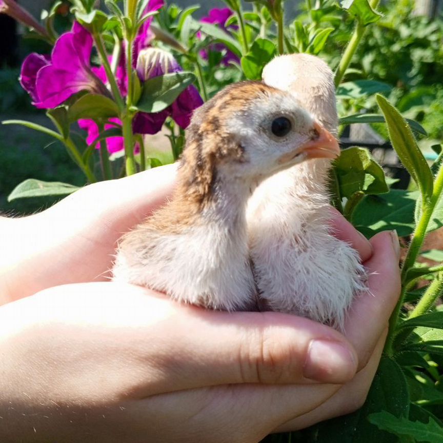 Домашняя птица