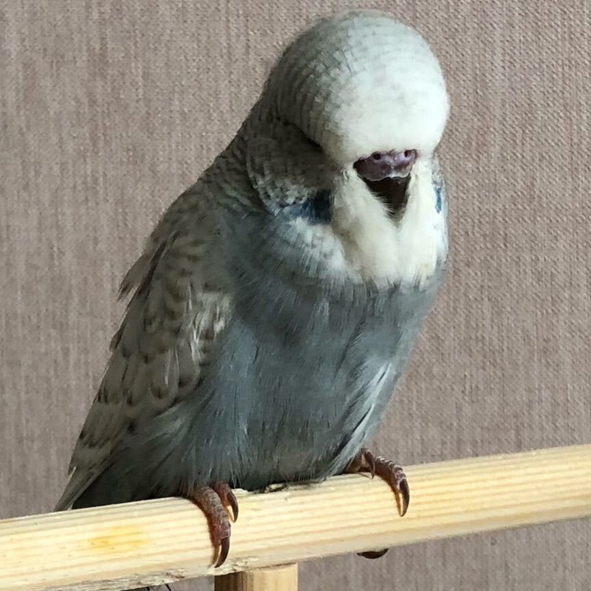 Выставочный волнистый попугай ввп Чех