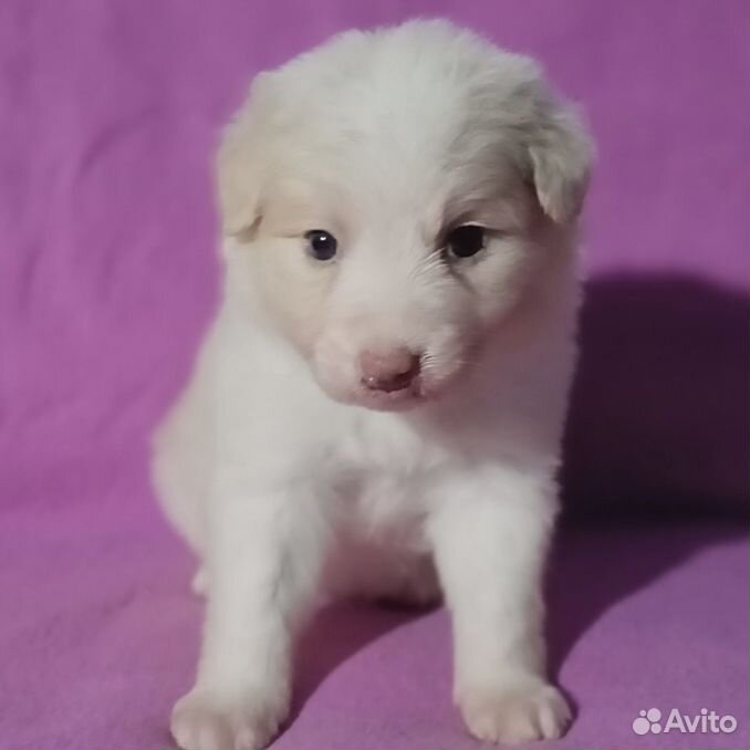 Щенки Бордер колли - дорого