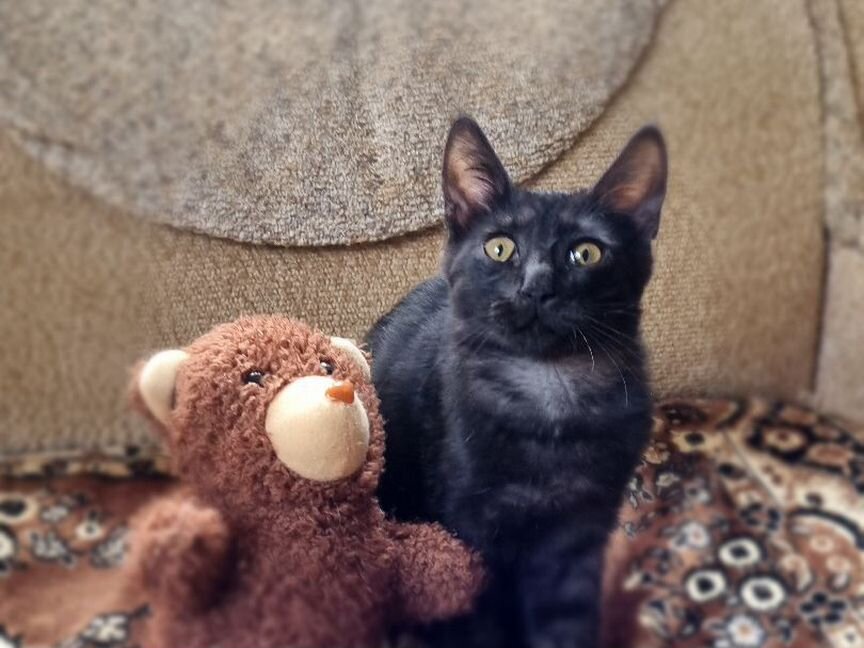 Супер котик