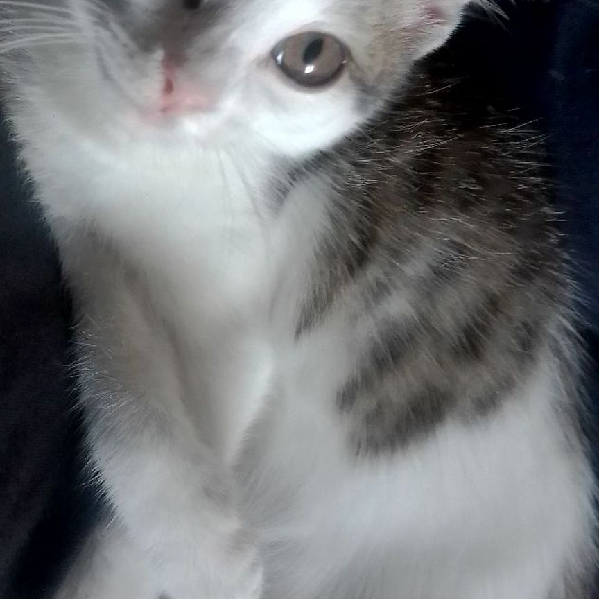 Котята в добрые руки бесплатно