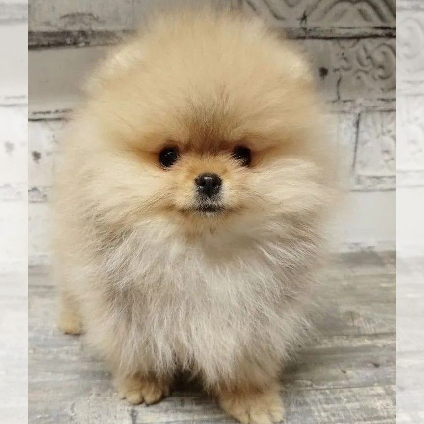 Померанский шпиц, щенок