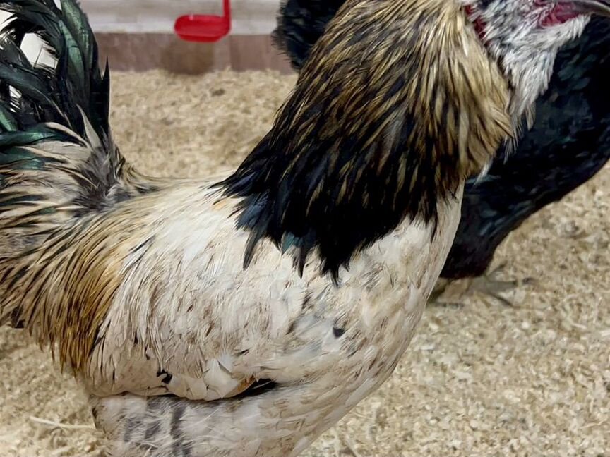 Петух лакеданзи и куры ухейилюй семья