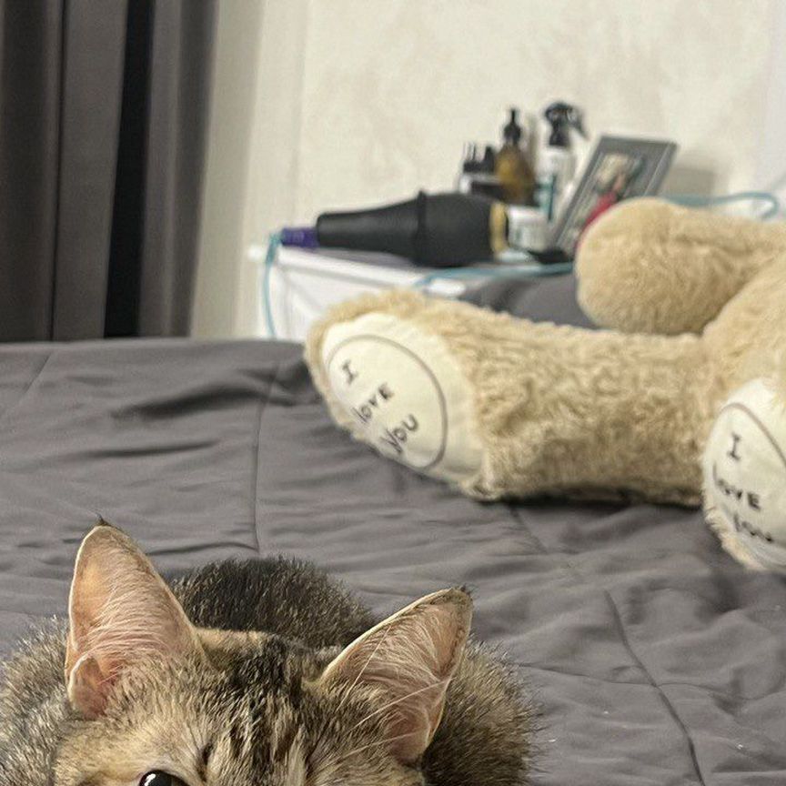 Кошка