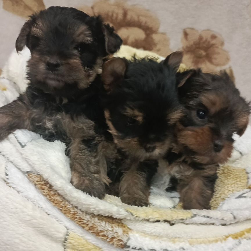 Йоркширский терьер, щенок