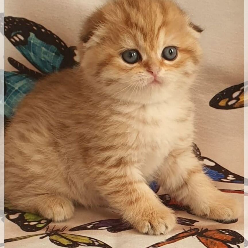 Вислоухий котик золотая шиншилла