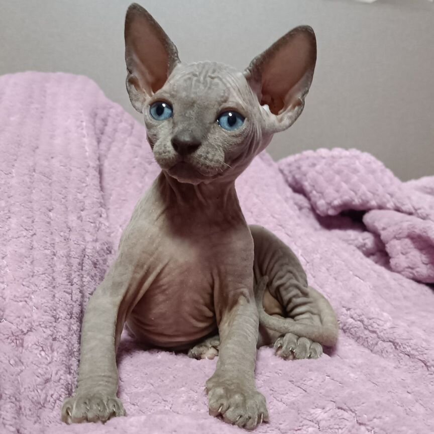 Канадский сфинкс