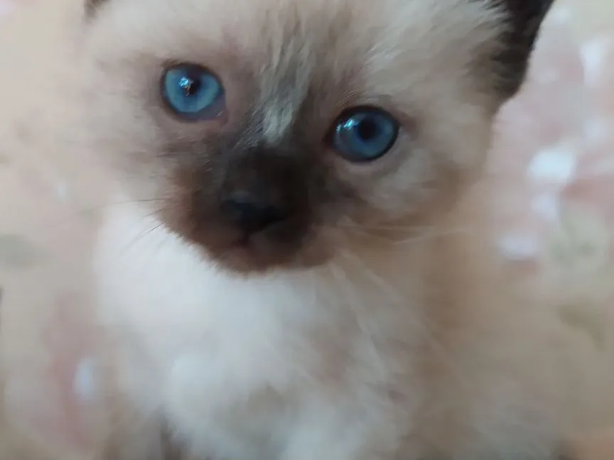 Тайские котята