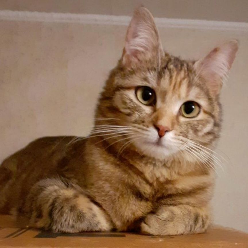 Молодая кошечка в ответственные руки