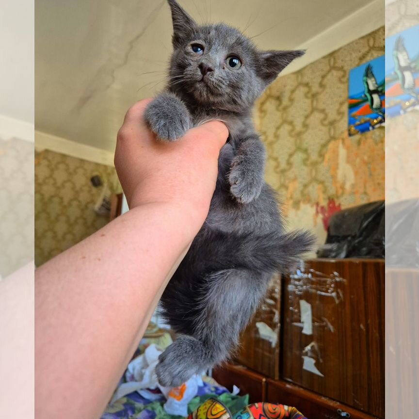Котенок 1,5 мес в дар Марианна крошка