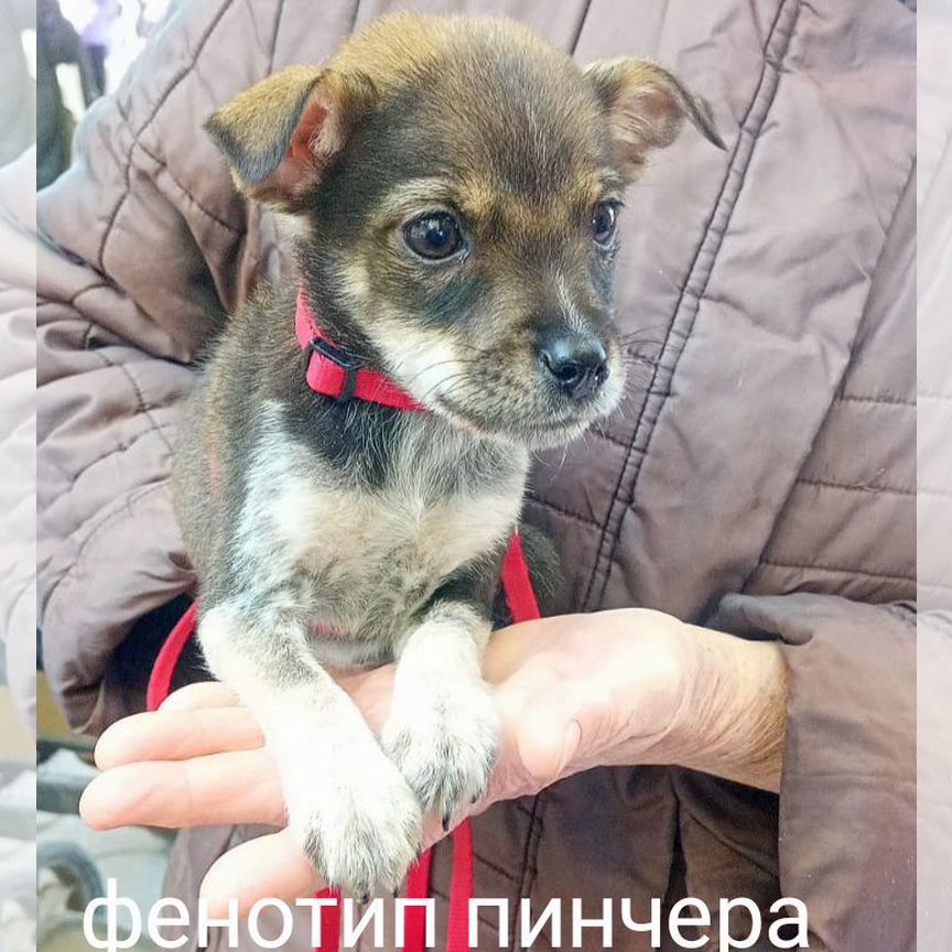 Пинчер помесь 1,5 мес