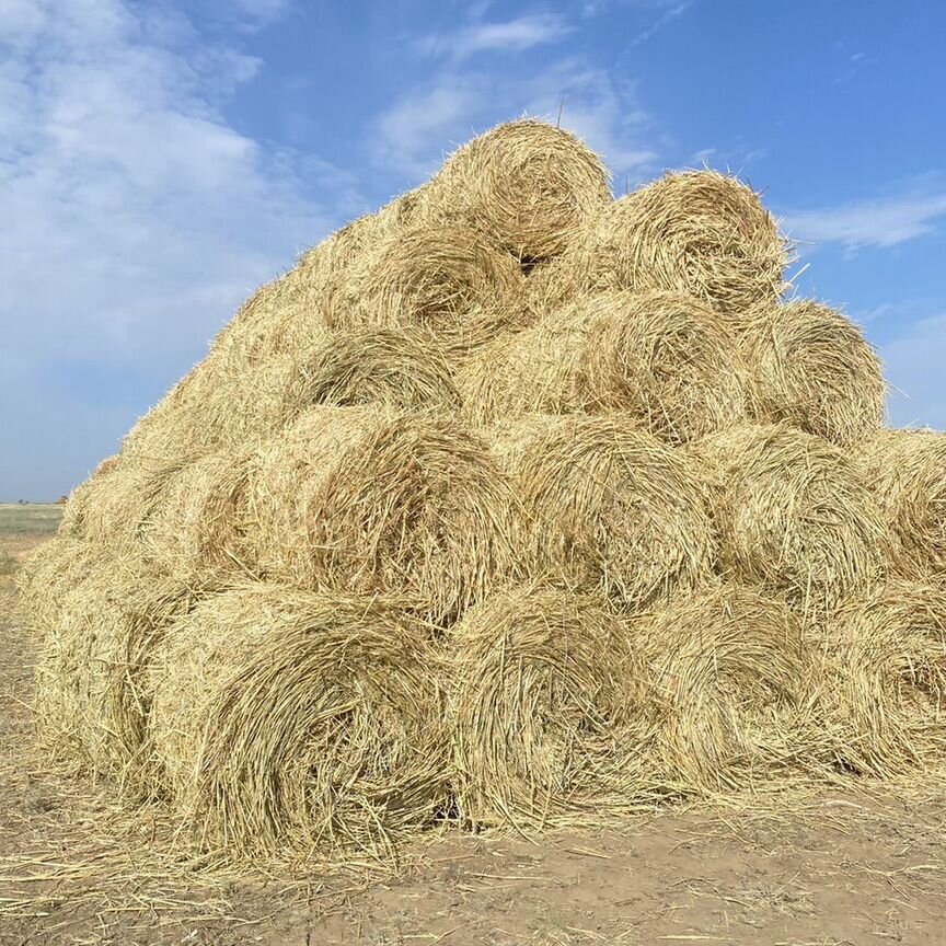 Суданское сено суданка