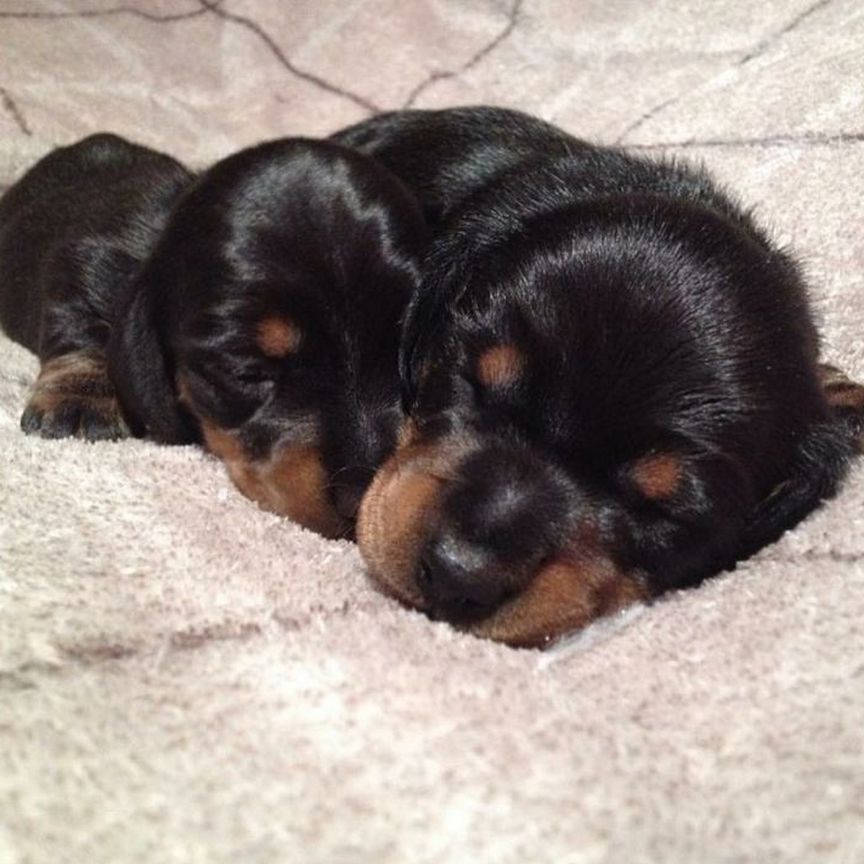 Такса, щенок