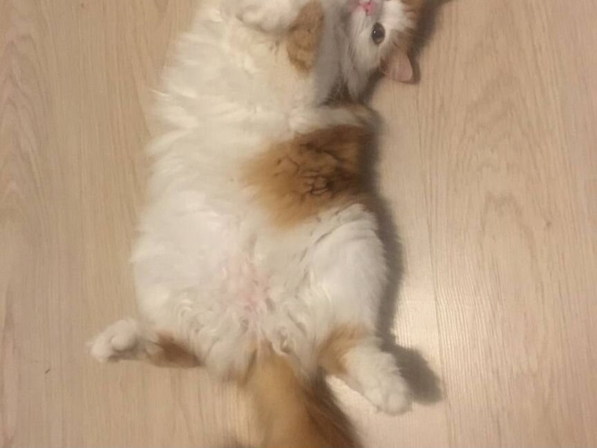 Кошка в дар бесплатно