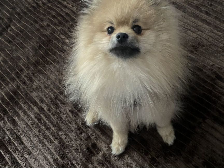 Померанский шпиц вязка кобель