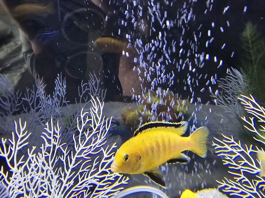 Аквариумные рыбки цихлиды