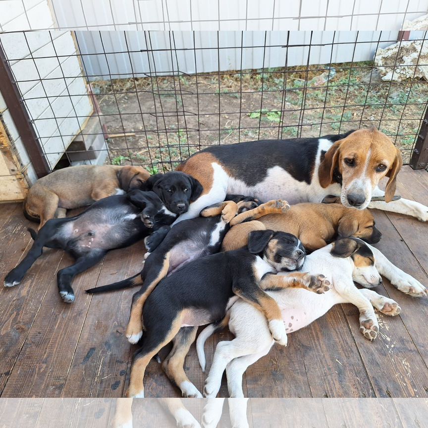 Эстонская гончая щенки