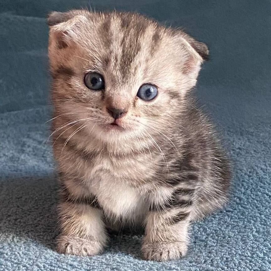 Котята
