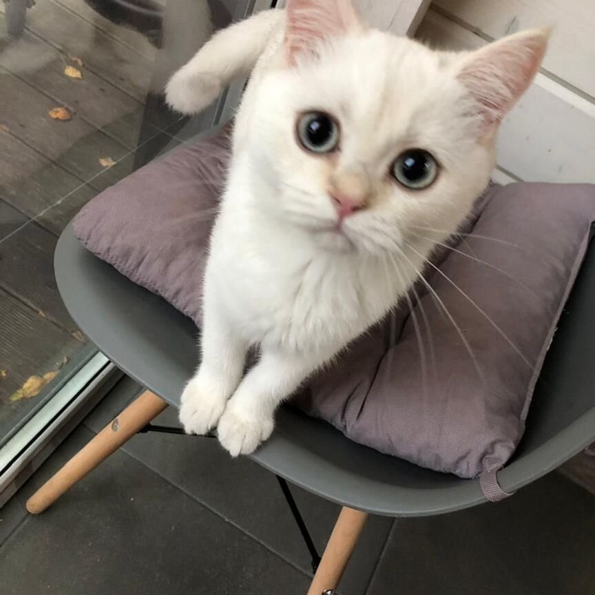 Британские котята