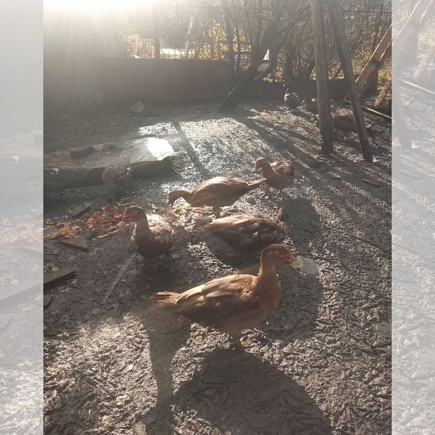 Индоутки Красный Бык