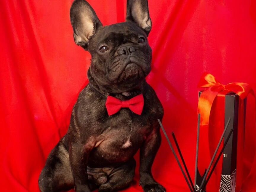 Вязка (ищем невесту )