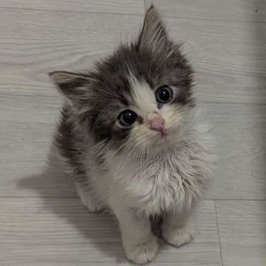 Котенок Ушко 1,5 месяца