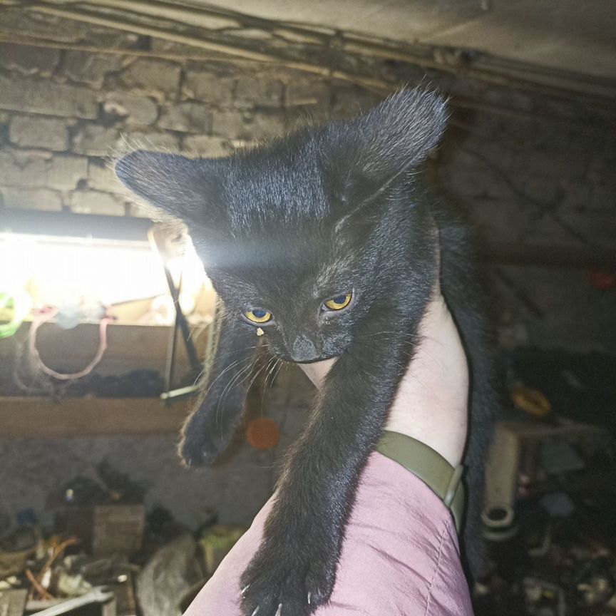 Коты В беде