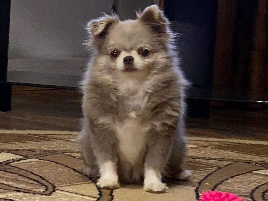 Чихуахуа(девочка) вязка Белорецк