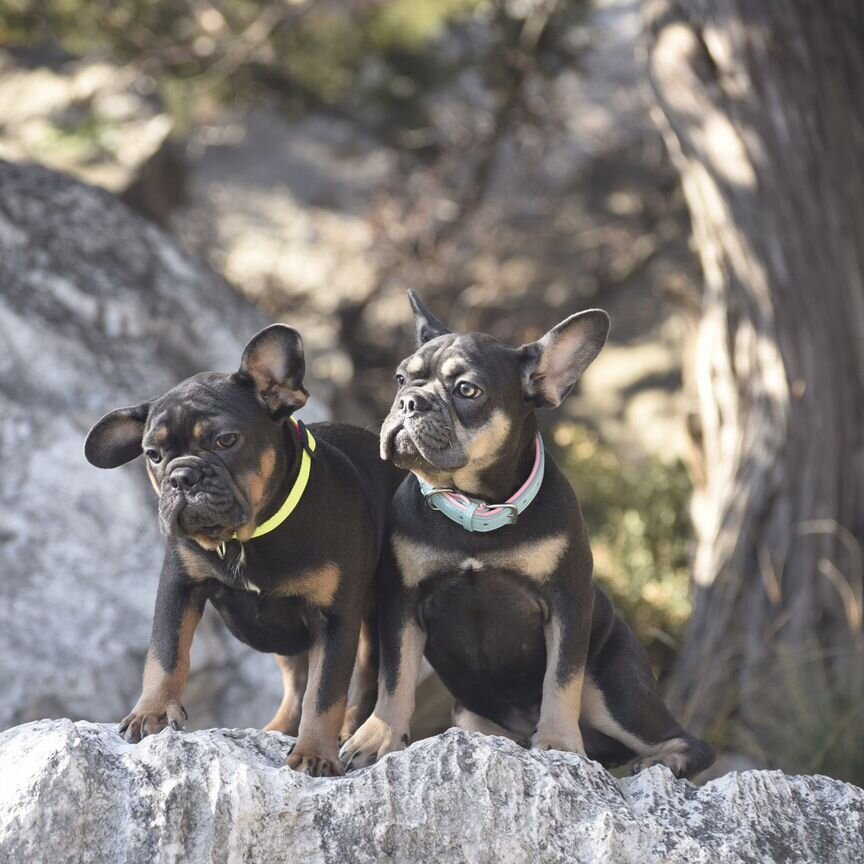 Девочки французики 4,5 мес