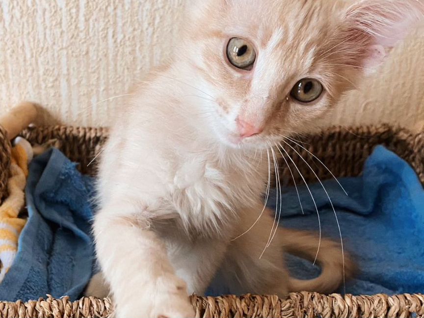 Розовый котёнок в добрые руки