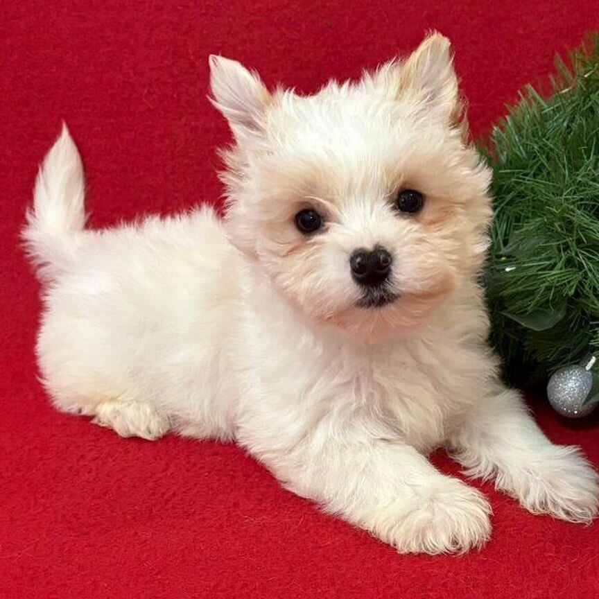 Йоркширский терьер, щенок