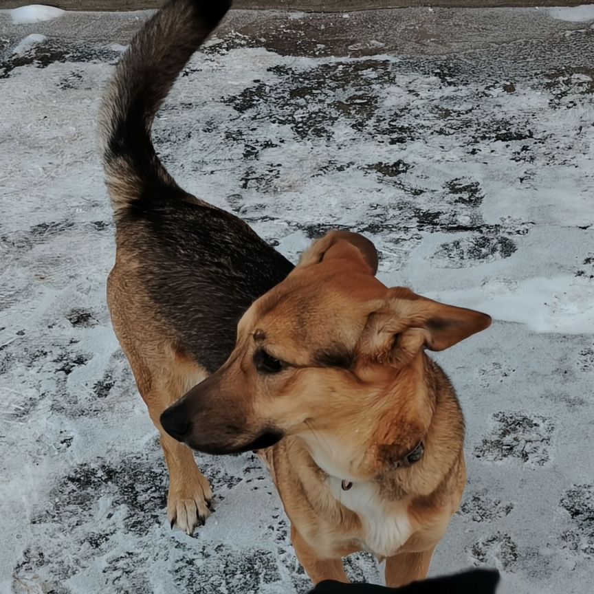 Щенок в добрые руки