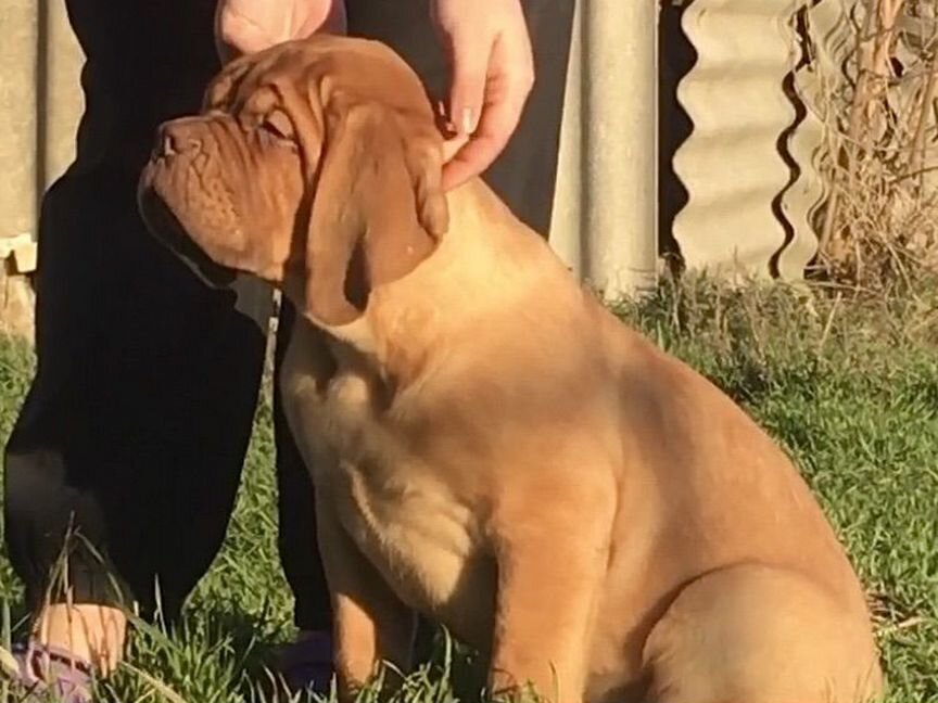 Мальчик бордоский дог