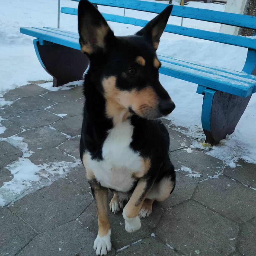 Взрослая собака в добрые руки