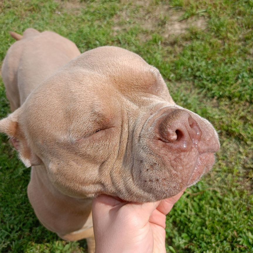 Американский булли