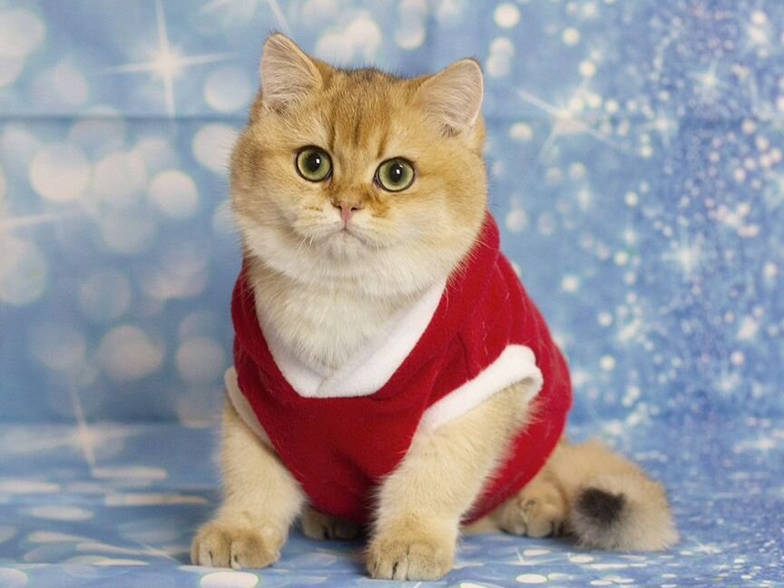 Котик золотой британский