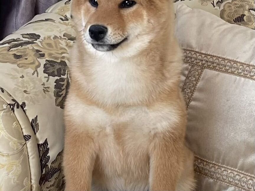 Сиба ину малыш 3,мес от чемпионов