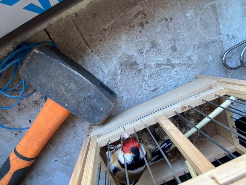 Щегол и птицы