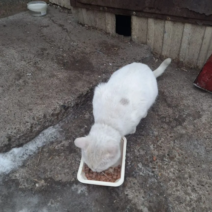 Белый котик - потеряшка в добрые руки