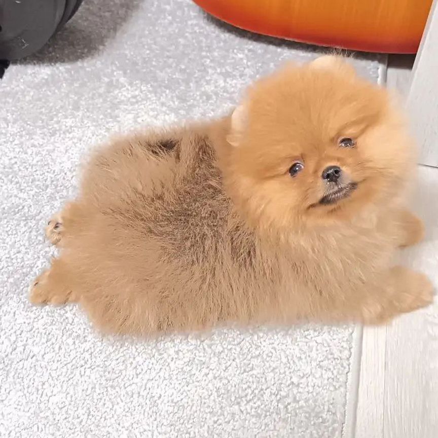 Померанский шпиц, щенок