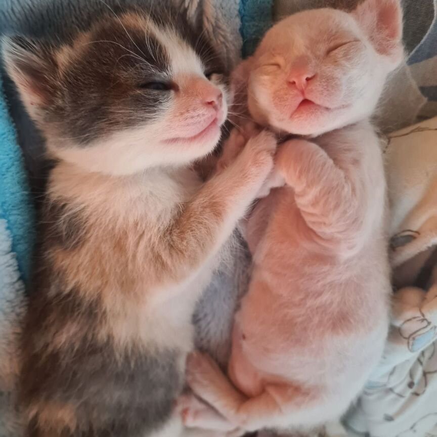 Котята донского сфинкса бронь