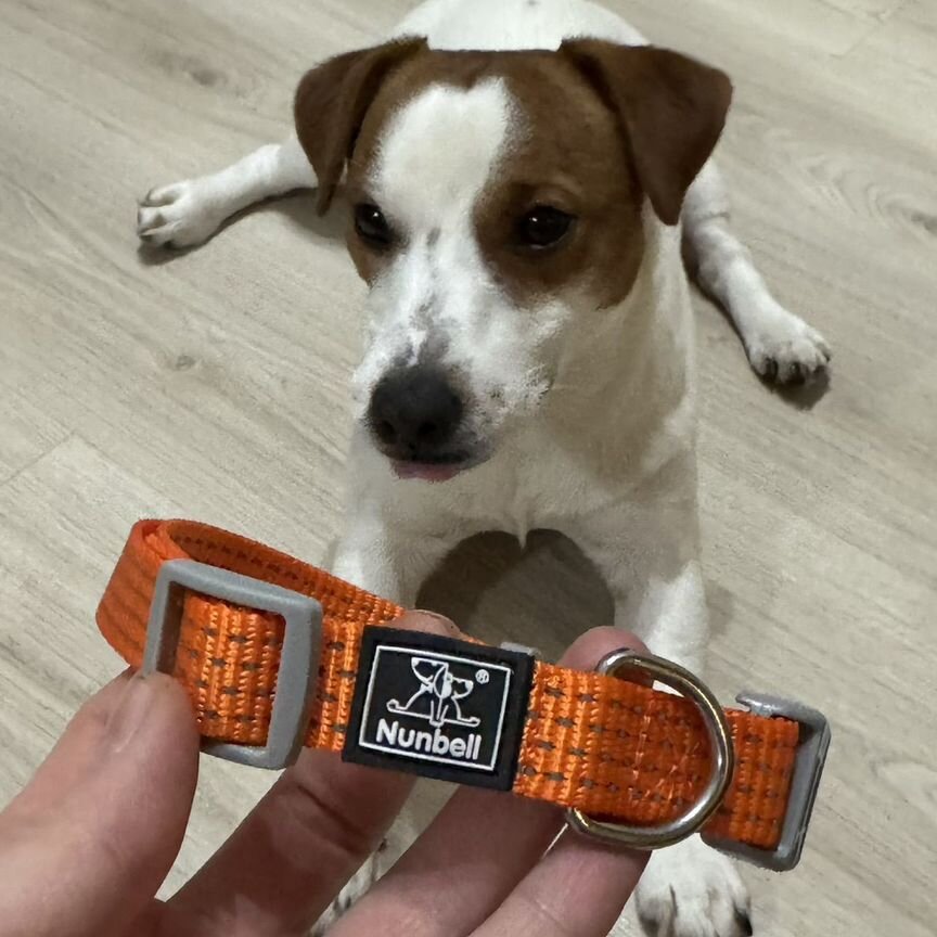 Ошейник для собаки