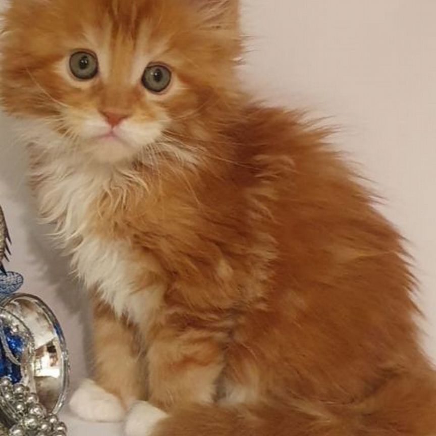 Котята мэйн кун